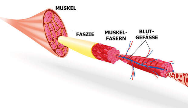 Faszientraining gegen Cellulite : Was bringt es? | WOMEN'S HEALTH
